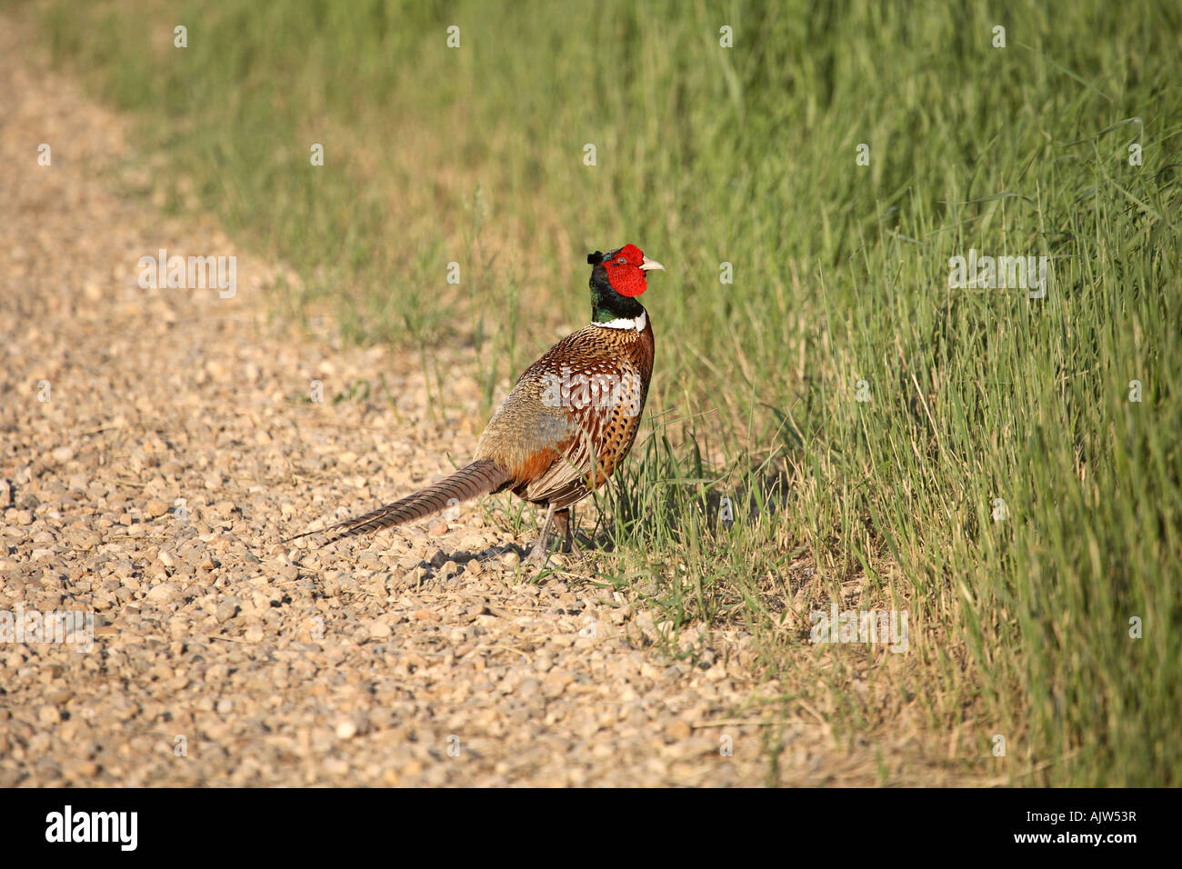 Ring necked Pheasant leaving road for tall grass Stock Photo - Alamy