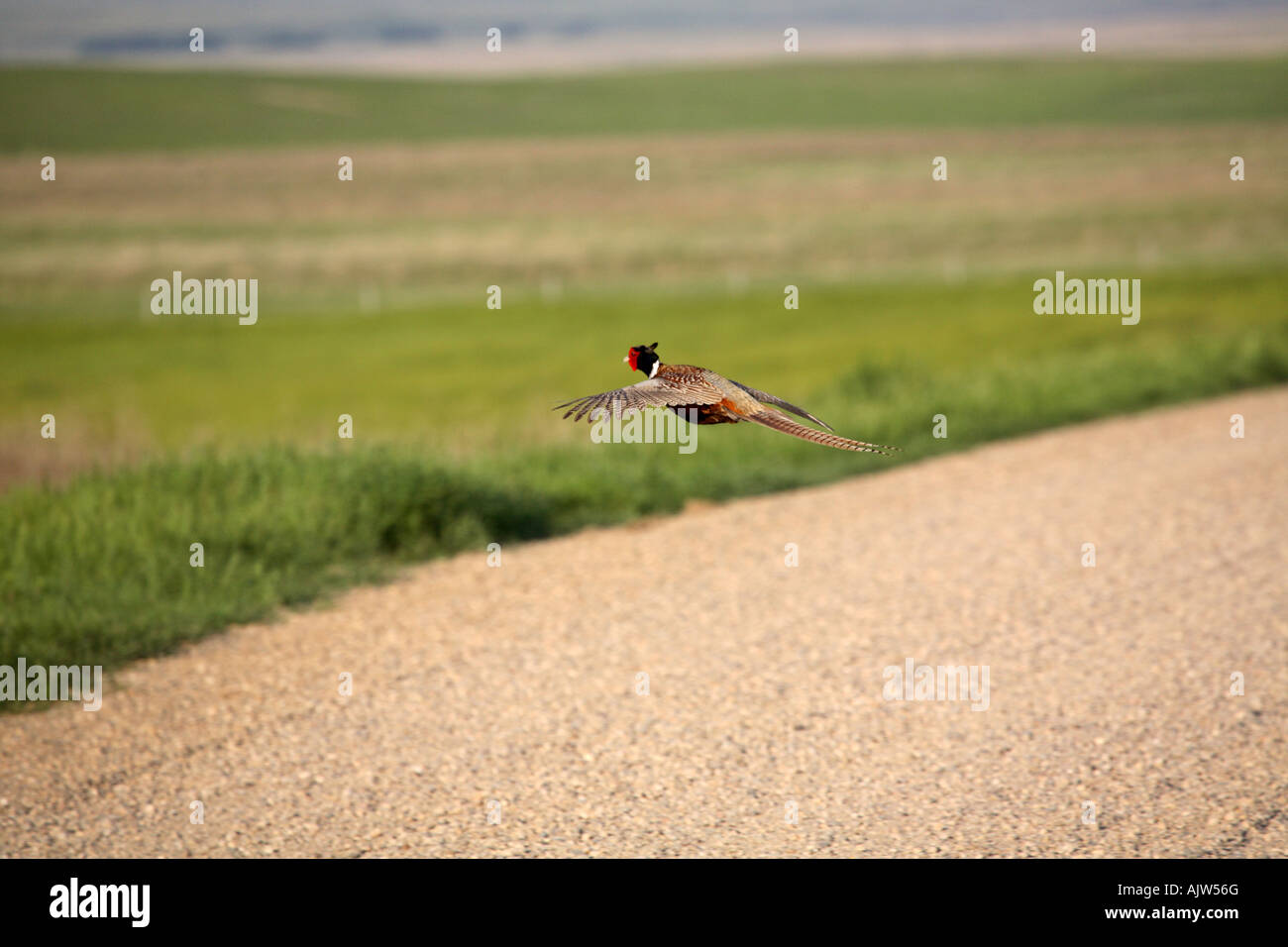 Ring necked Pheasant flying over country road Stock Photo - Alamy