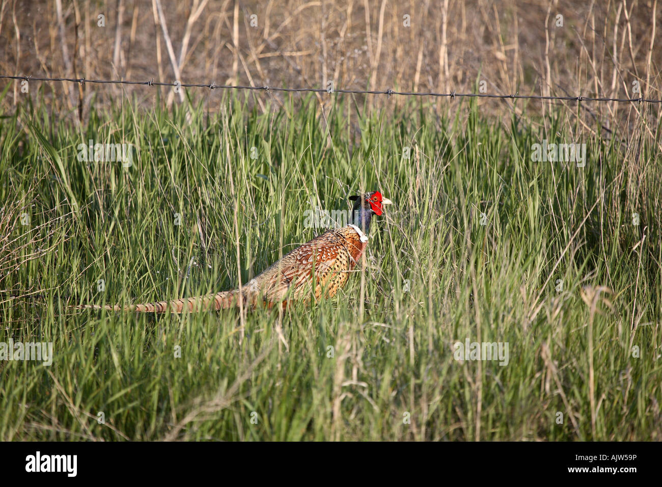Ring necked Pheasant going under barbed wire fence Stock Photo - Alamy