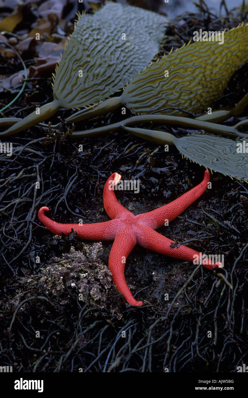 Blood star (Henricia leviuscula Stock Photo - Alamy