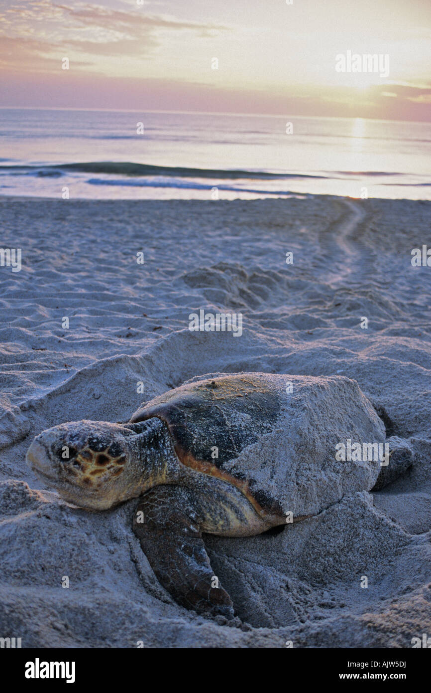 Female loggerhead sea turtle (Caretta caretta) nesting Stock Photo - Alamy