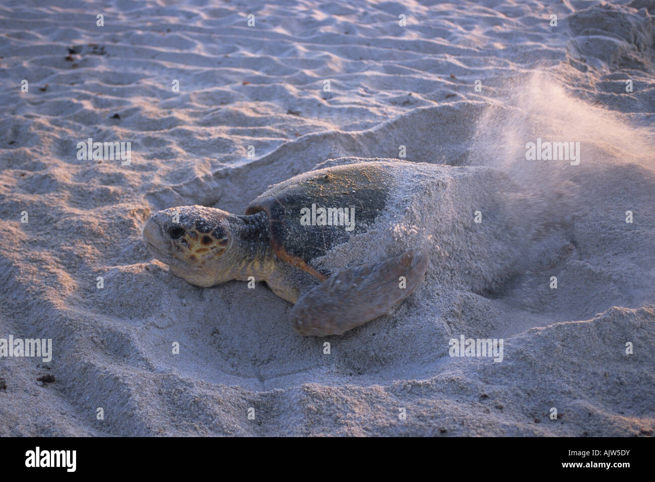 Female loggerhead sea turtle (Caretta caretta) nesting Stock Photo - Alamy