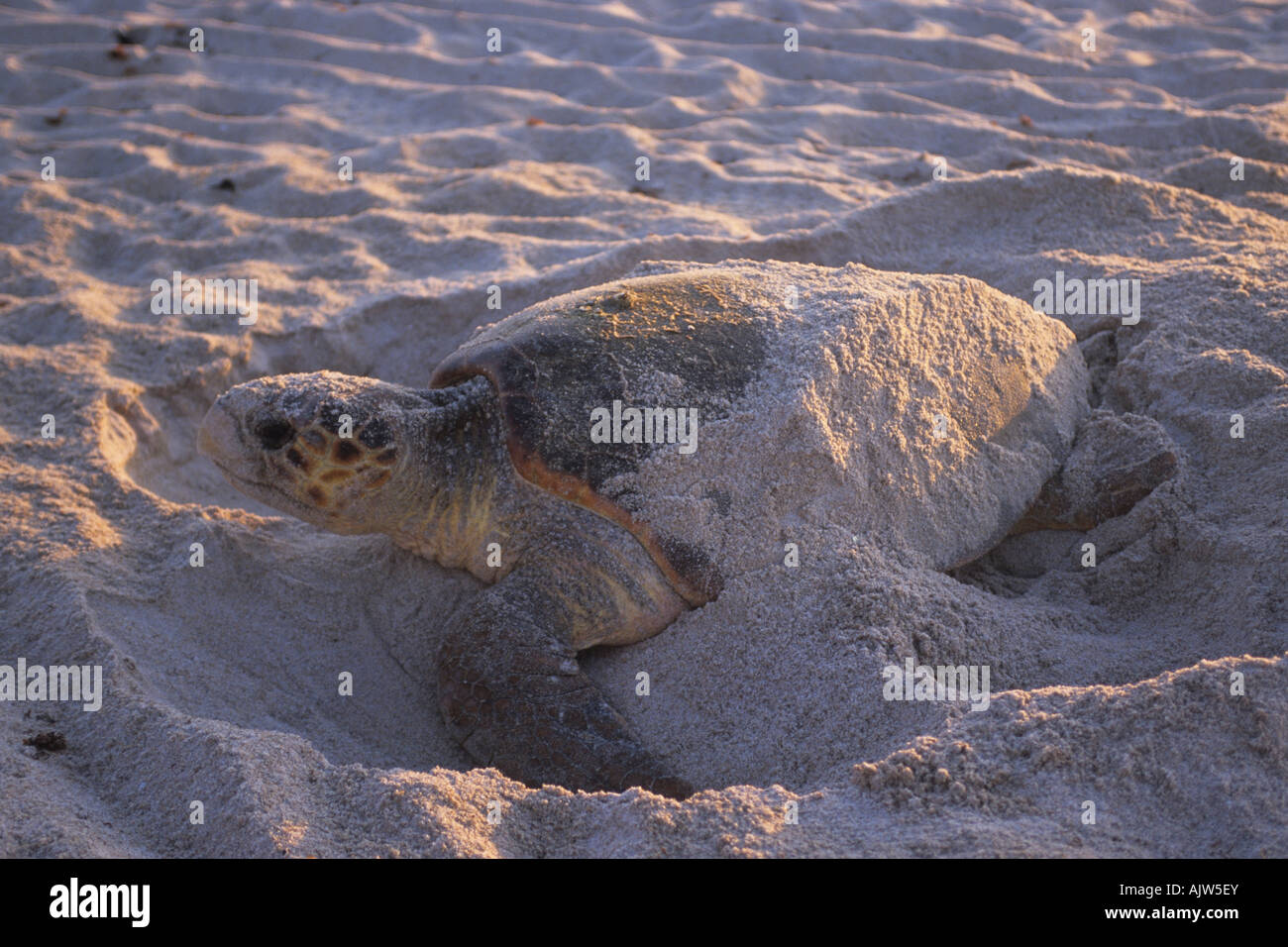 Female loggerhead sea turtle (Caretta caretta) nesting Stock Photo - Alamy