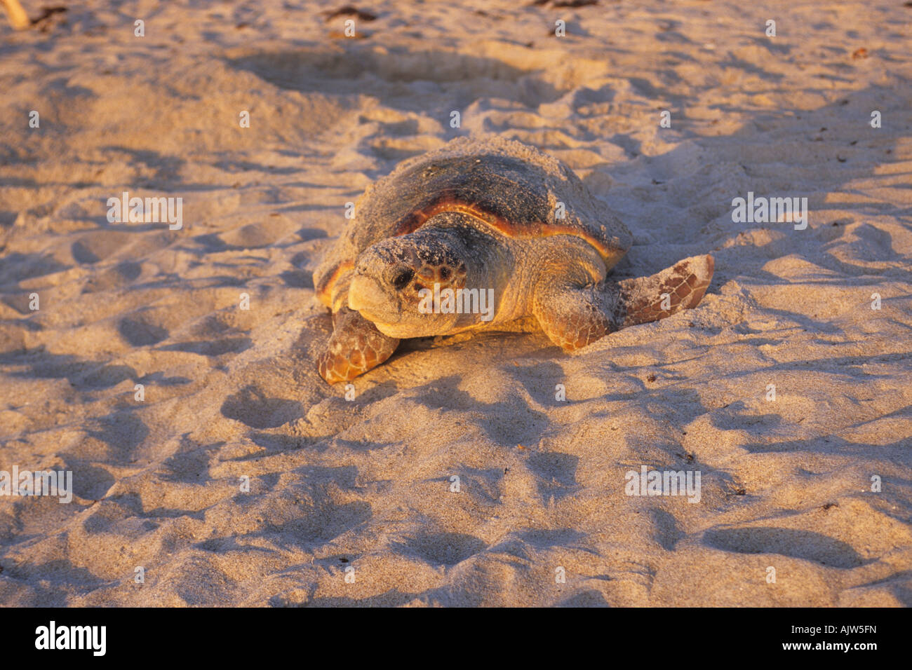 Female loggerhead sea turtle (Caretta caretta Stock Photo - Alamy