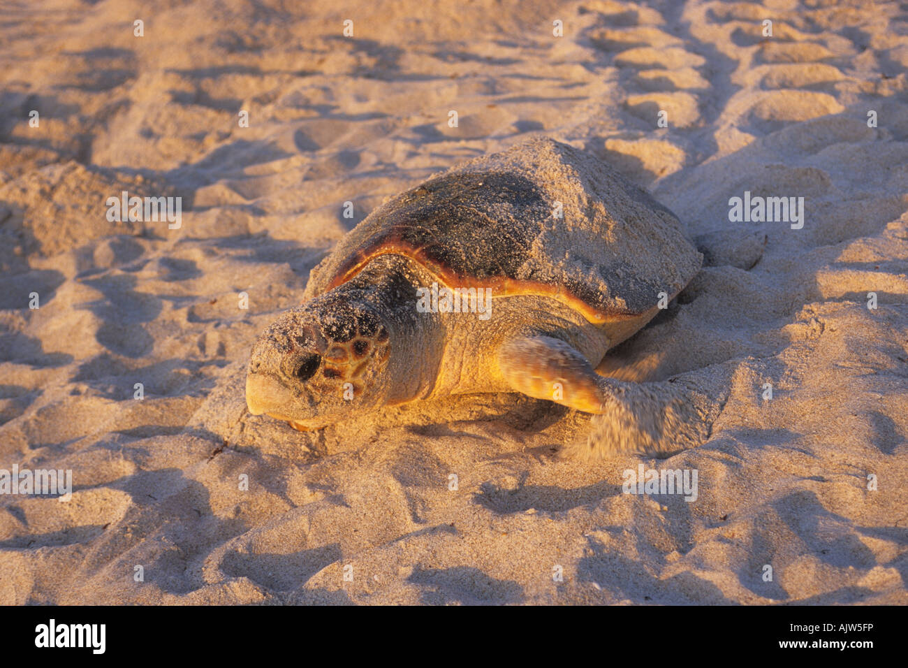 Female loggerhead sea turtle (Caretta caretta Stock Photo - Alamy