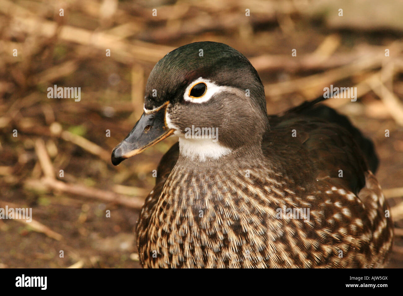 Female Wood Duck (Aix sponsa Stock Photo - Alamy