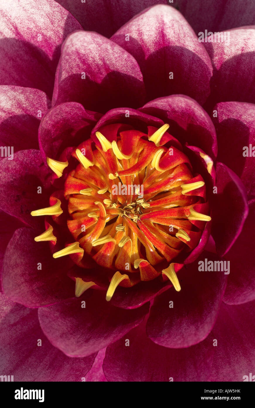 Water lily (Nymphaea) - 'Attraction' Stock Photo - Alamy