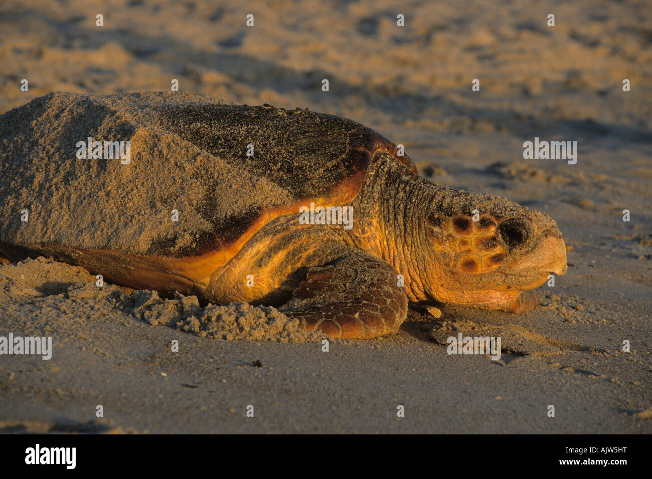 Female loggerhead sea turtle (Caretta caretta Stock Photo - Alamy