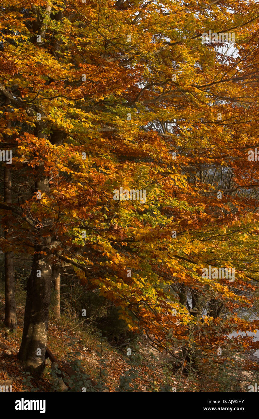 Trees change colors hi-res stock photography and images - Alamy