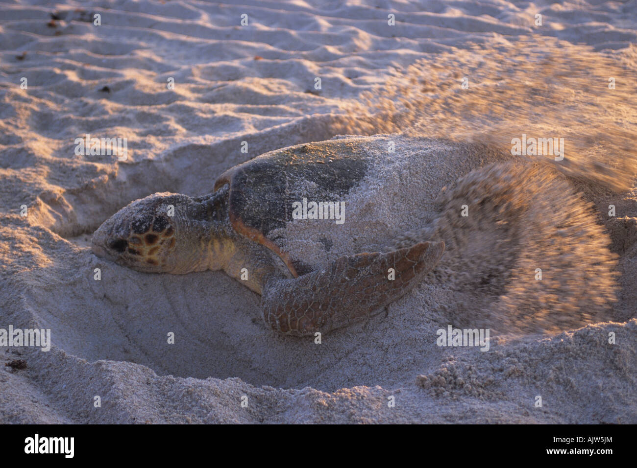 Female loggerhead sea turtle (Caretta caretta) nesting Stock Photo - Alamy