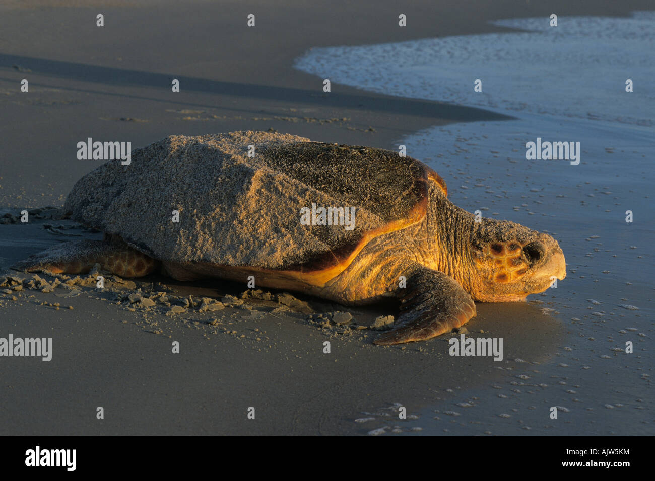 Female loggerhead sea turtle (Caretta caretta Stock Photo - Alamy