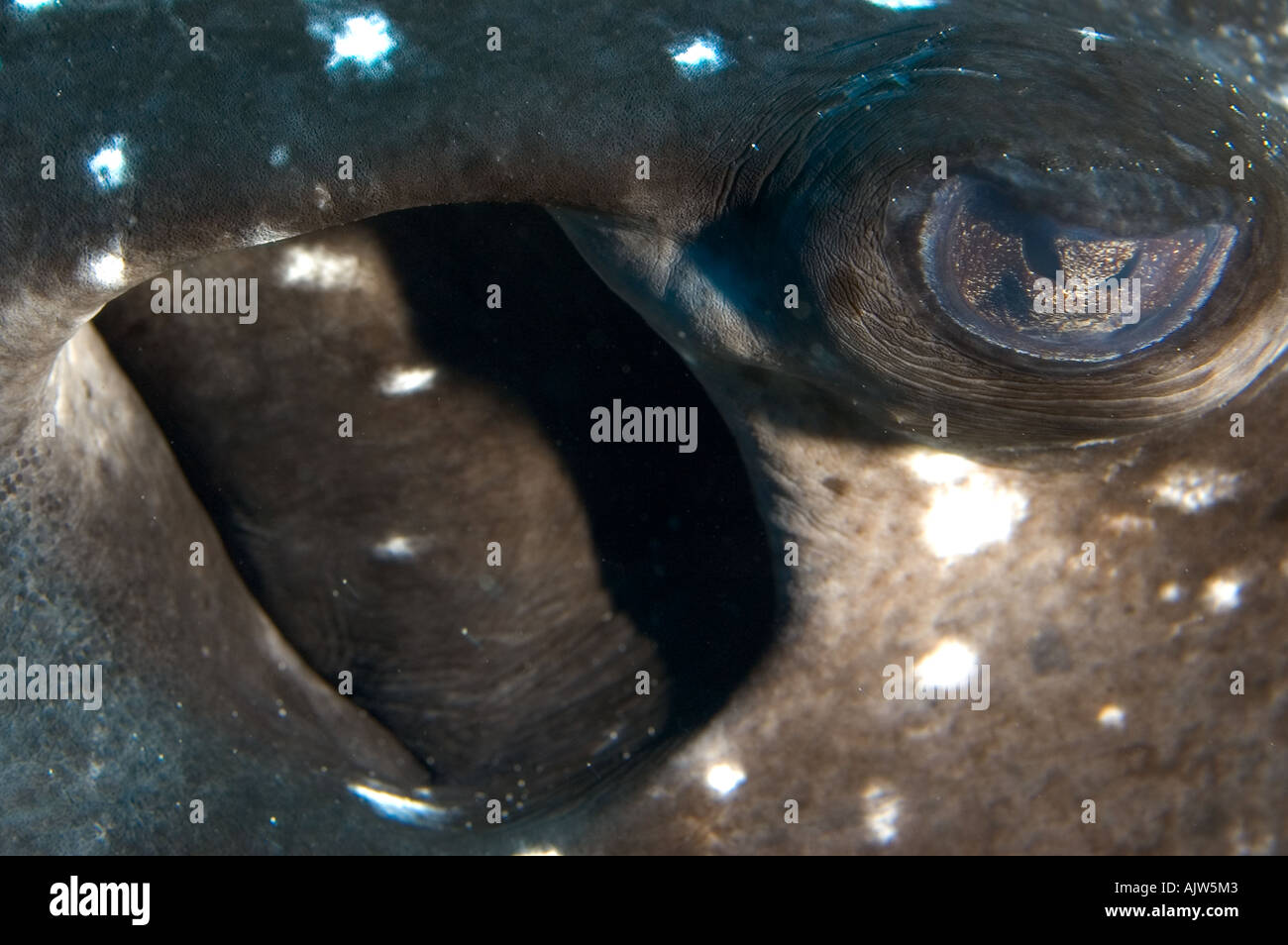Whitetail whipray face detail Himantura granulata Yap Micronesia ...