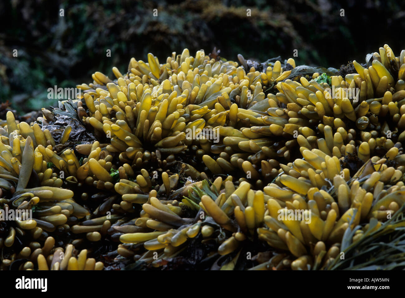 Sea sacks (Halosaccion glandiforme Stock Photo - Alamy
