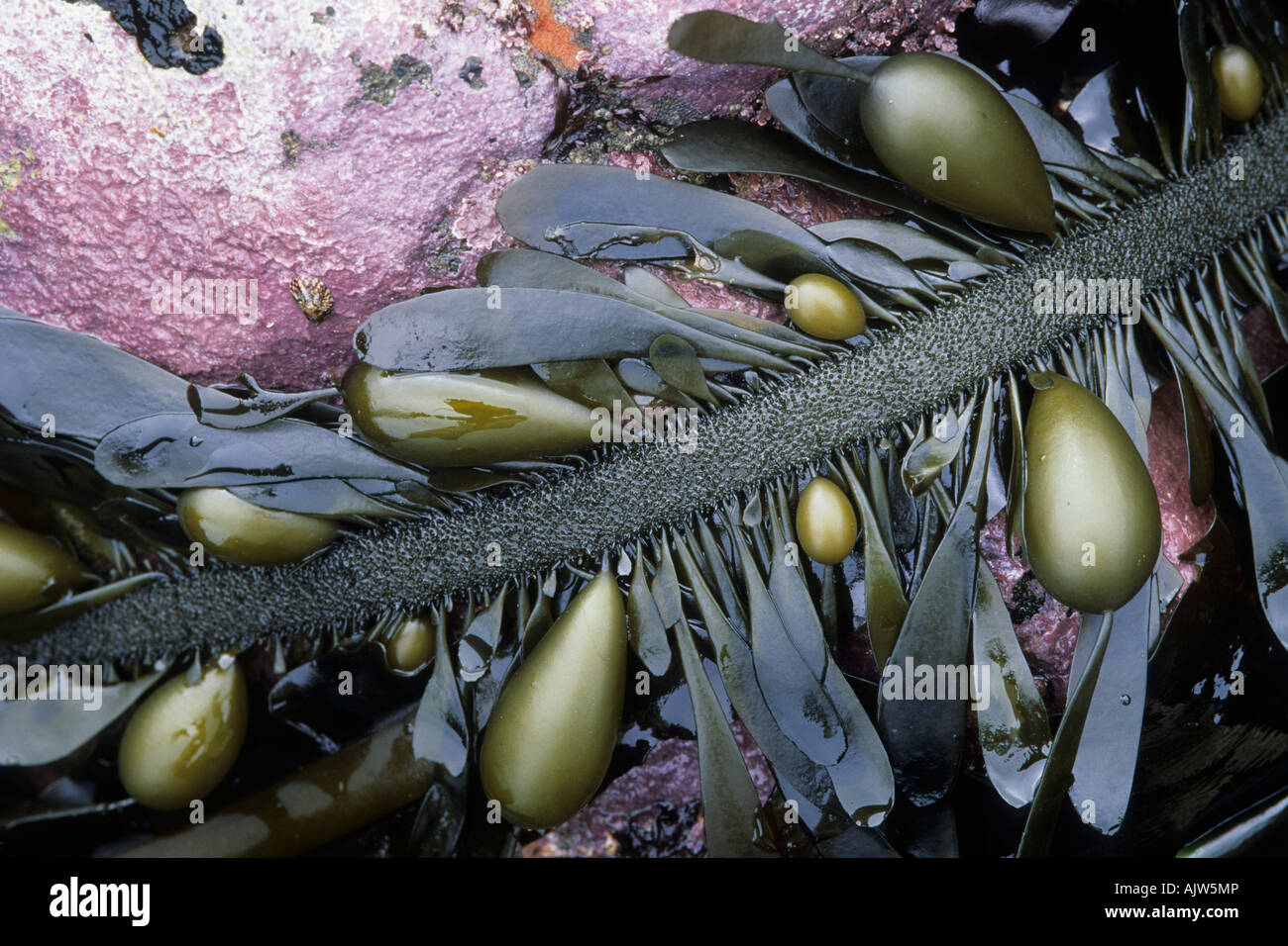 Egregia hi-res stock photography and images - Alamy