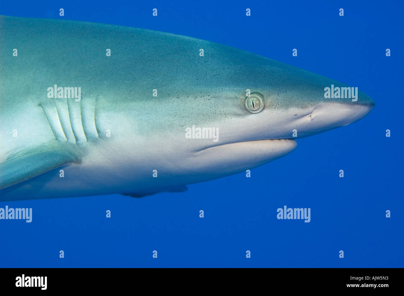 Grey reef shark teeth hi-res stock photography and images - Alamy