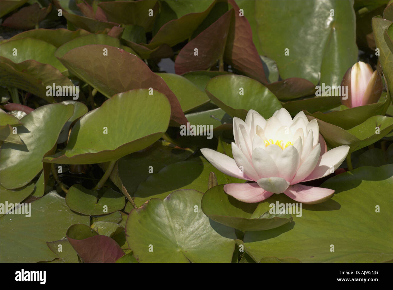 Water lily (Nymphaea Stock Photo - Alamy