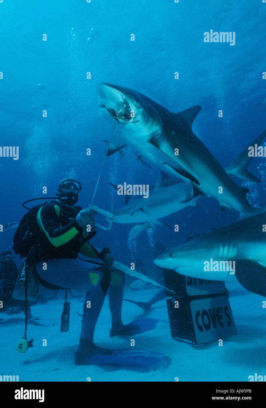 Diver feeding Sharks Stock Photo - Alamy