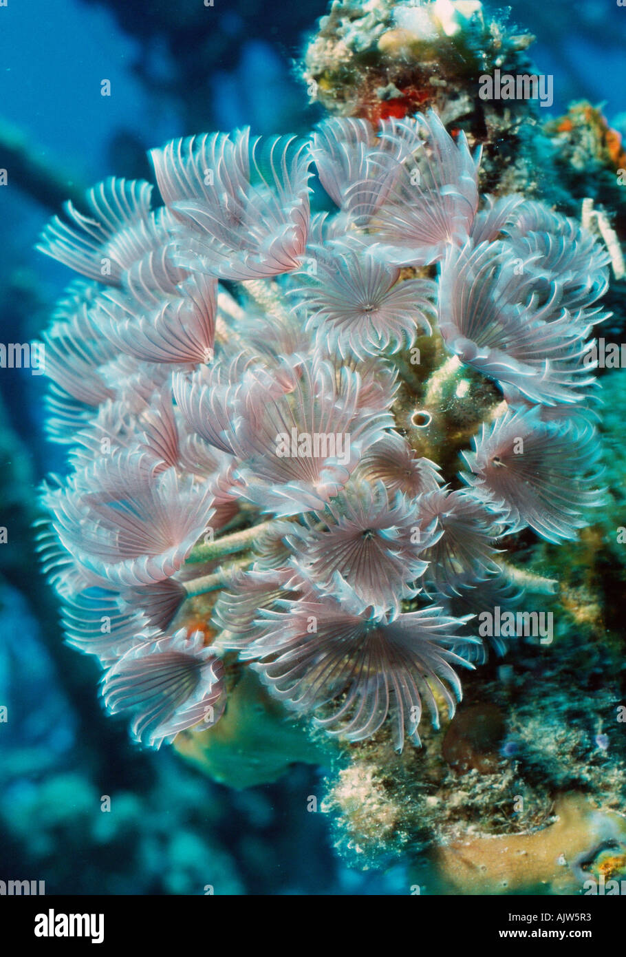 Tubeworms hi-res stock photography and images - Alamy