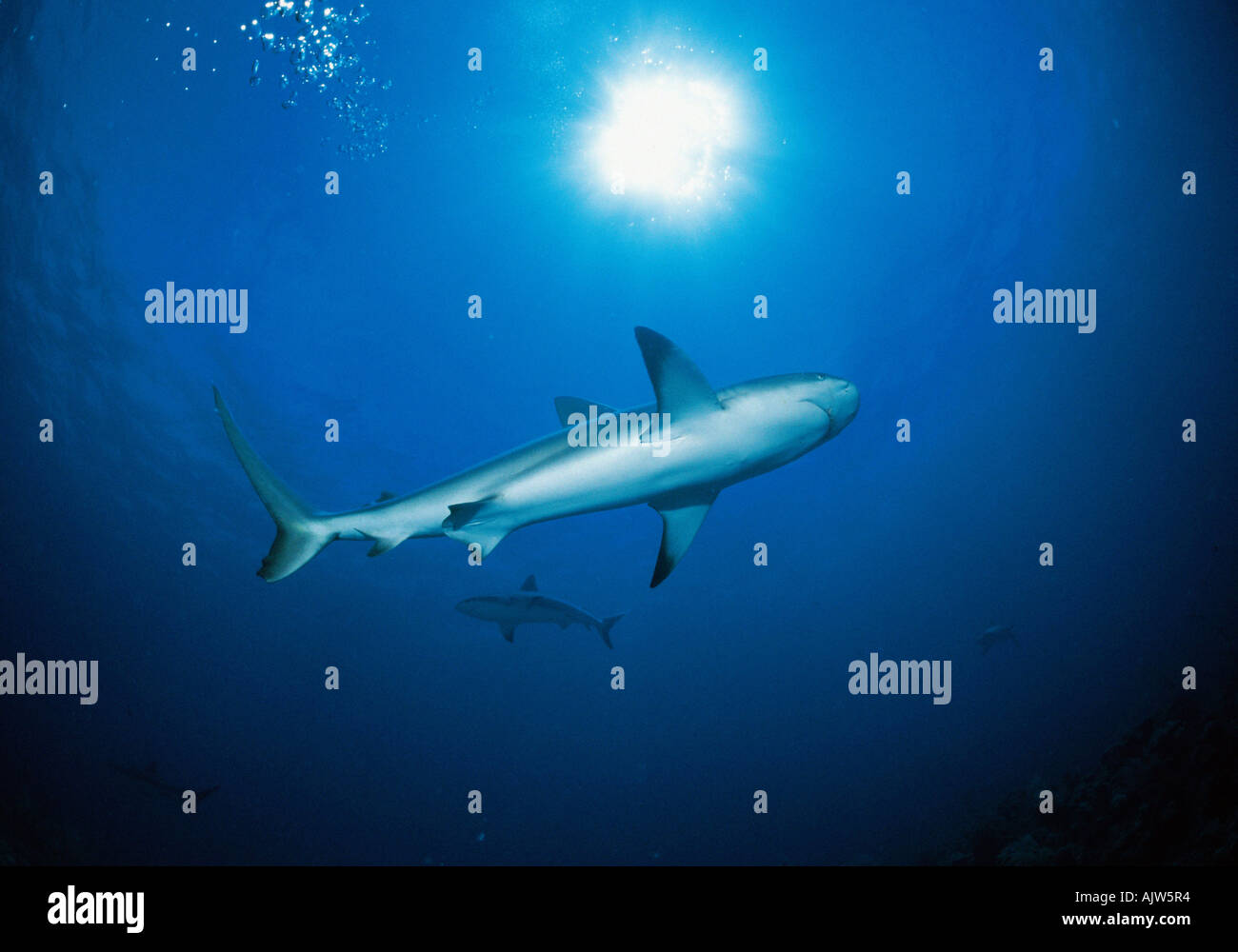 Carribean Reef Shark Stock Photo - Alamy