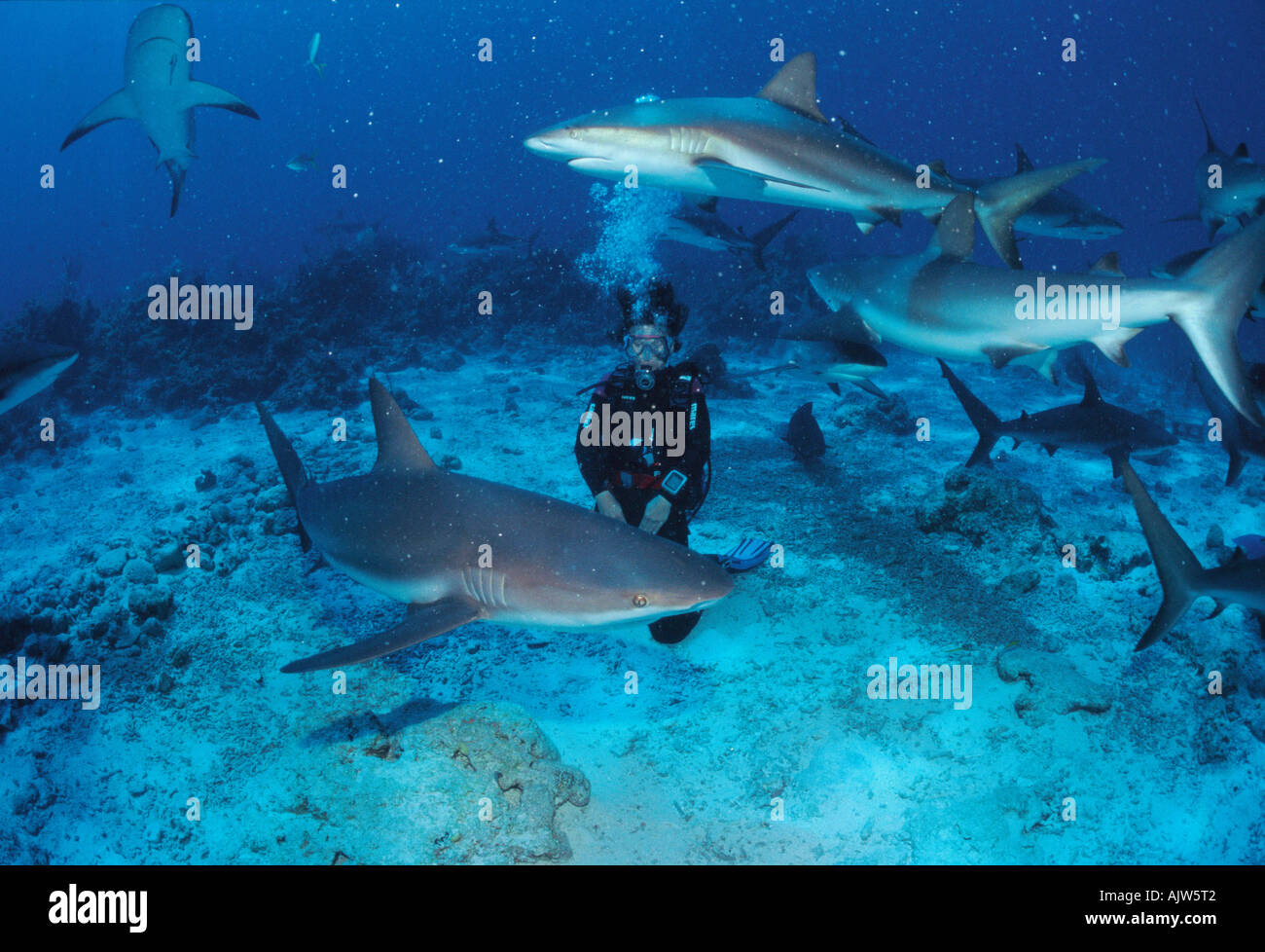 Carribean Reef Shark Stock Photo - Alamy
