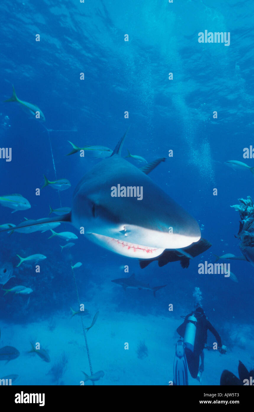 Carribean reef shark hi-res stock photography and images - Alamy