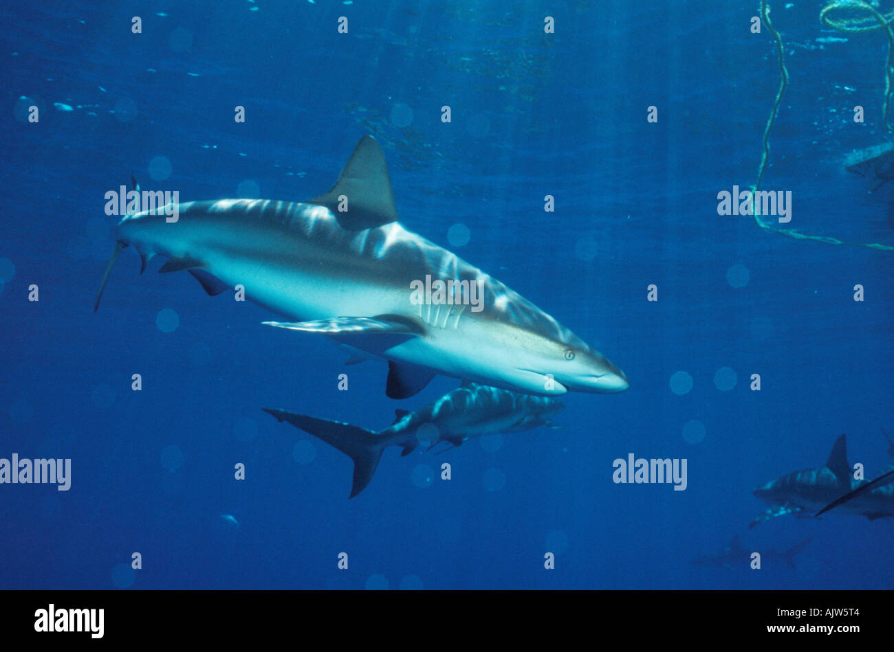 Carribean Reef Shark Stock Photo - Alamy