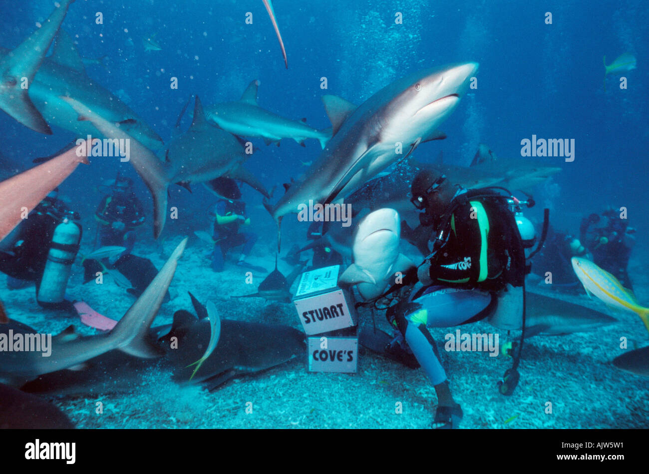 Carribean Reef Shark Stock Photo - Alamy