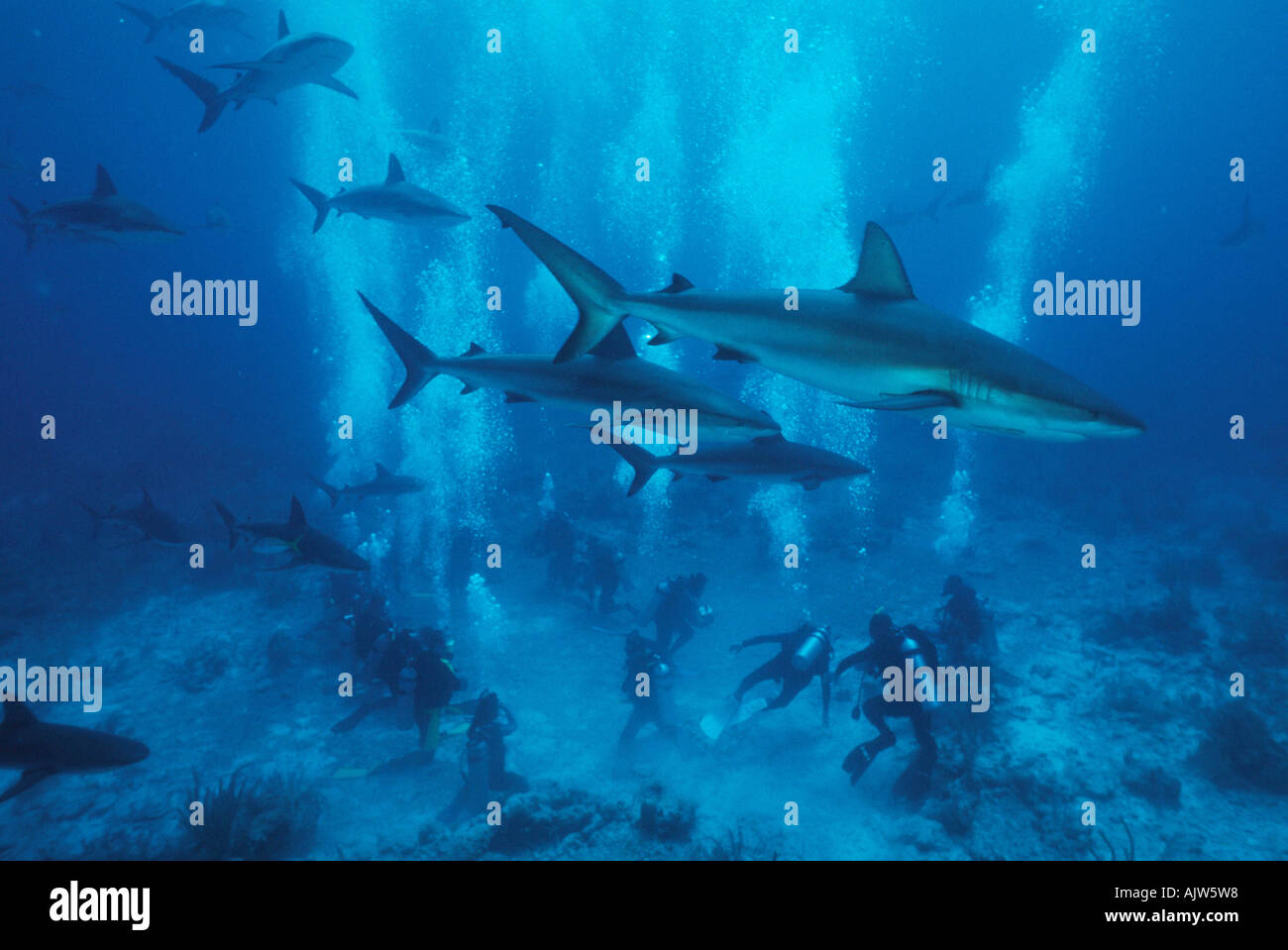 Carribean Reef Shark Stock Photo - Alamy
