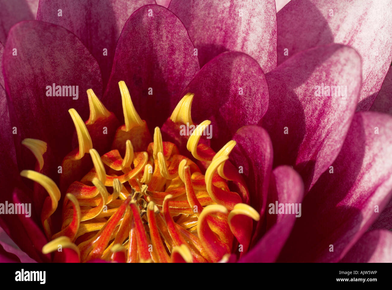 Water lily (Nymphaea) - 'Attraction' Stock Photo - Alamy