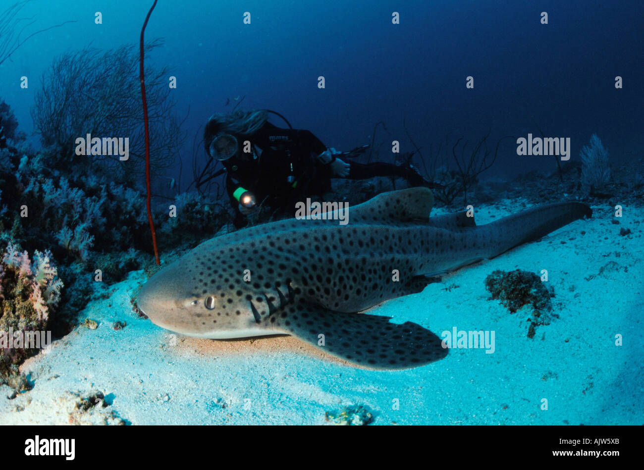 Leopard Shark Stock Photo - Alamy