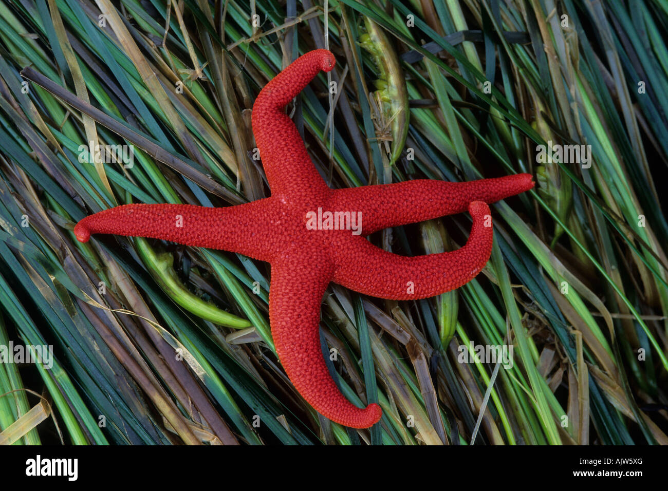 Blood star (Henricia leviuscula Stock Photo - Alamy