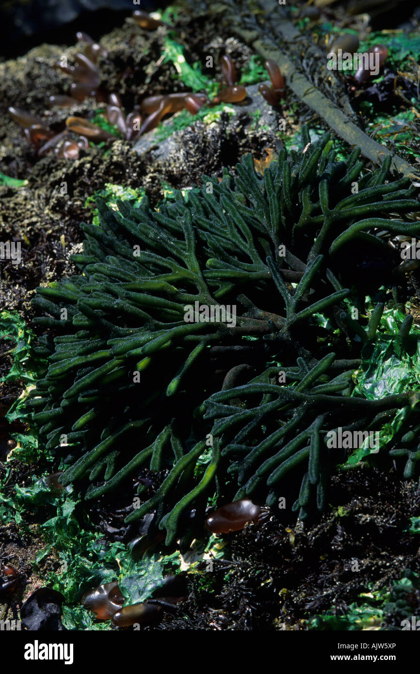 Codium (Codium fragile Stock Photo - Alamy