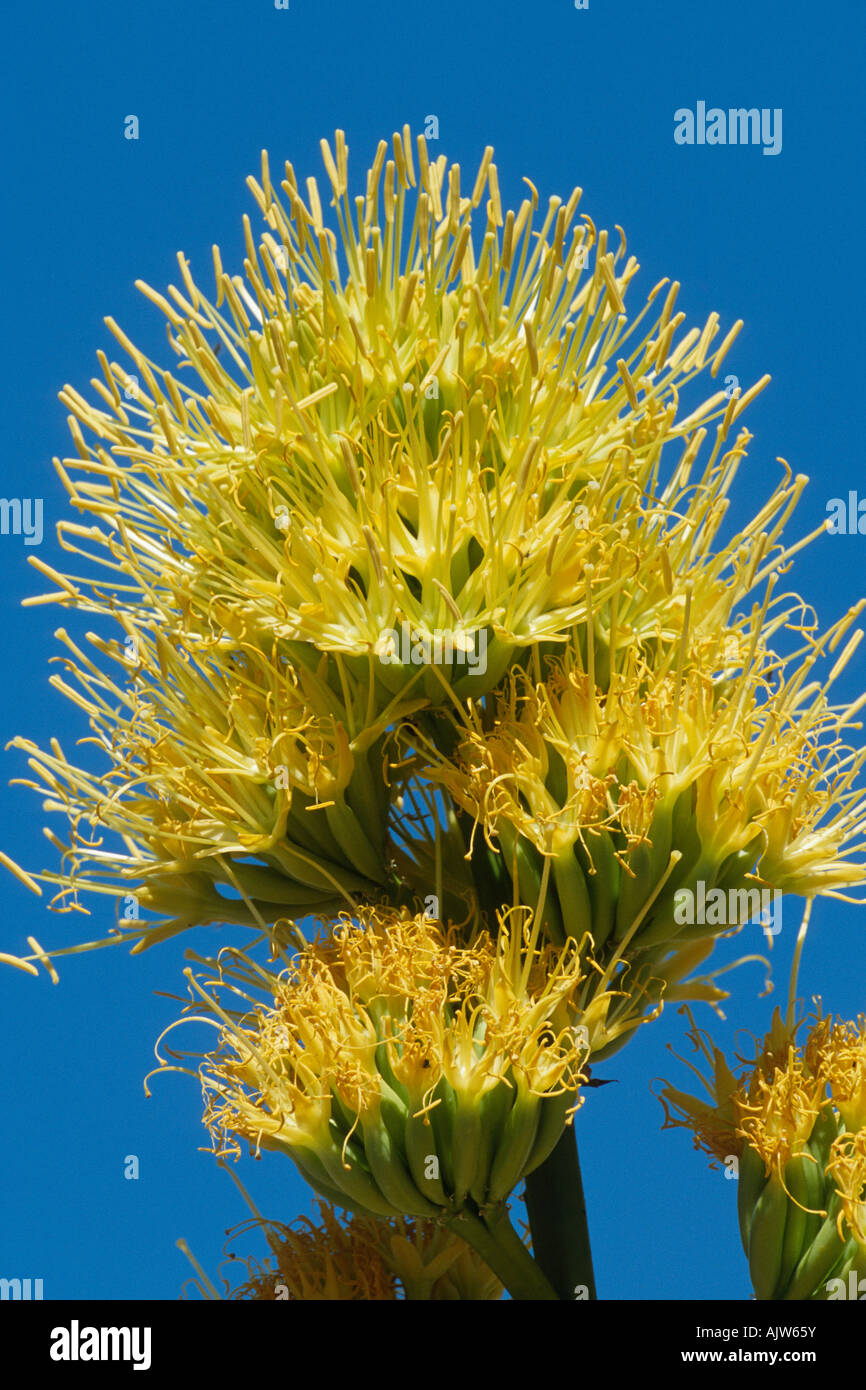 Agave flower blossoms Stock Photo - Alamy