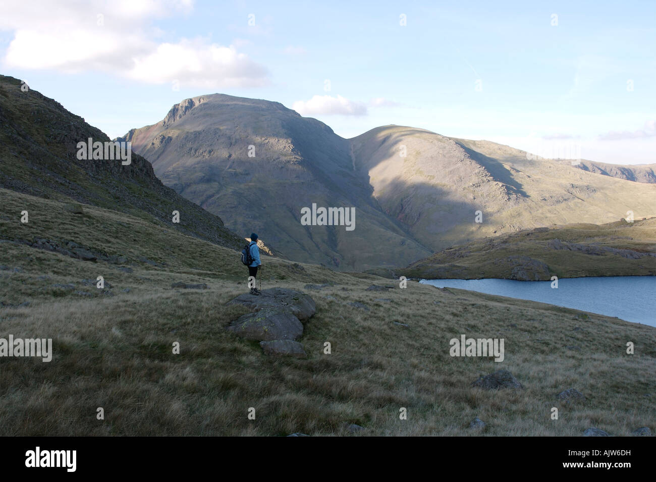 Sty head hi-res stock photography and images - Alamy