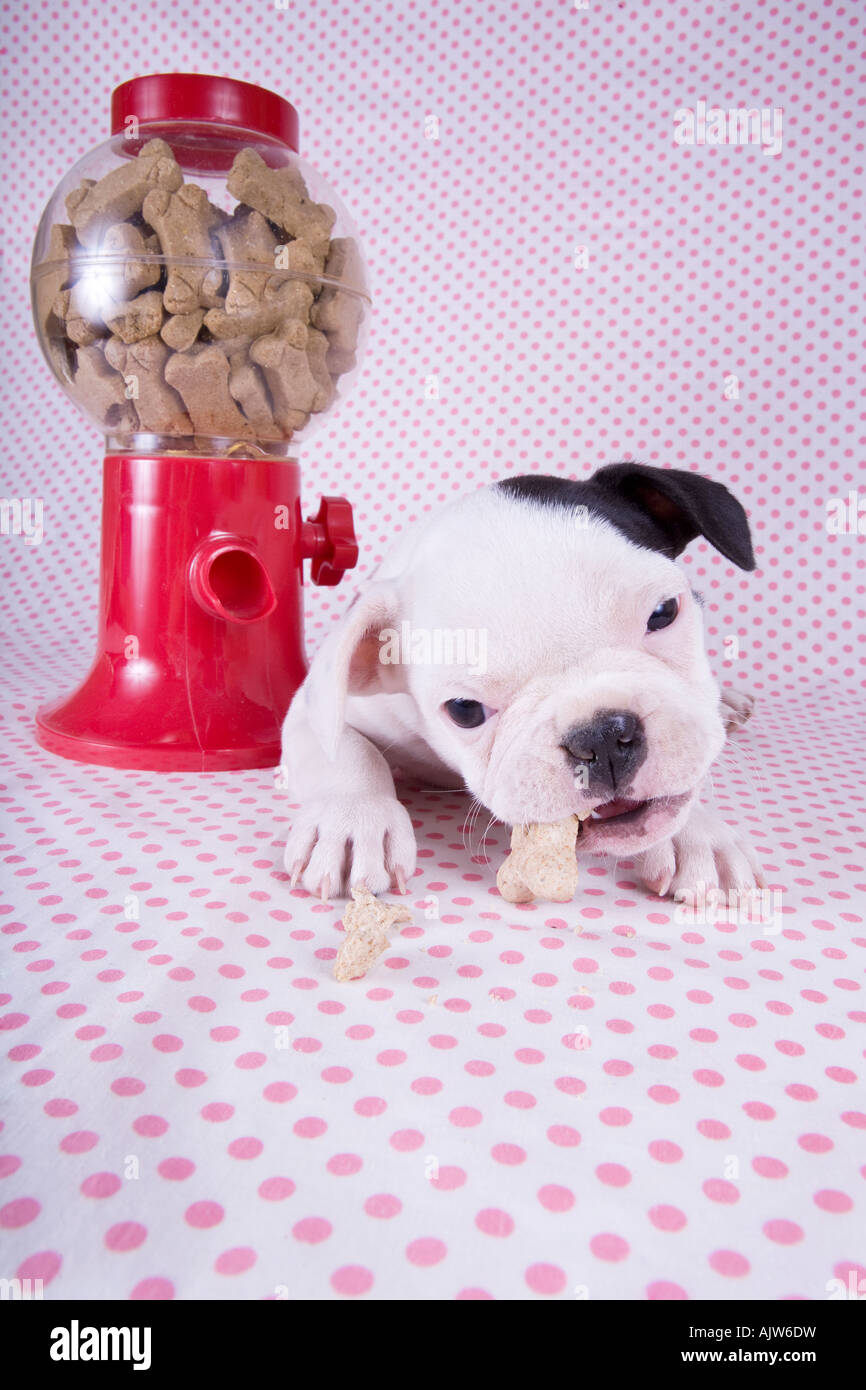 Bulldog chewing ball hi-res stock photography and images - Alamy