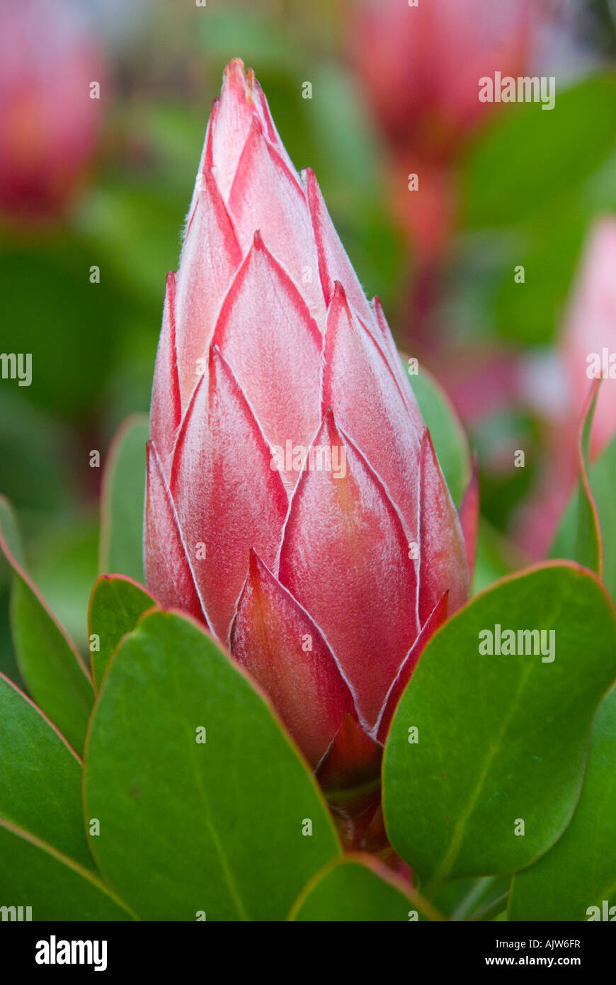 Protea flower hi-res stock photography and images - Alamy