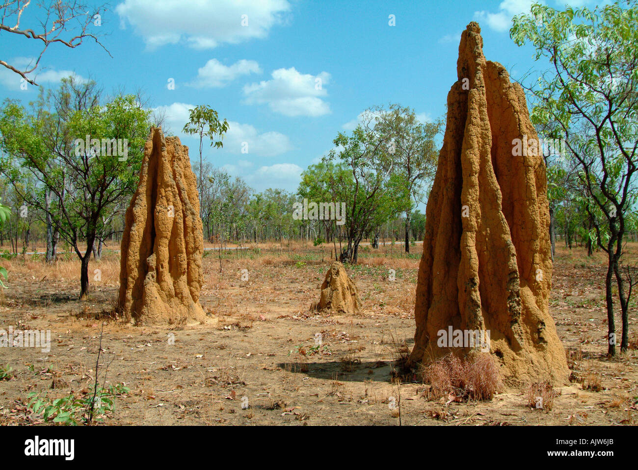 Termite's nest Stock Photo - Alamy