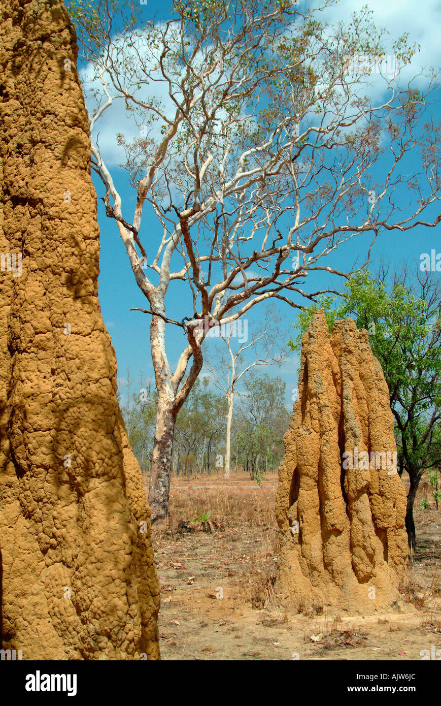 Termite's nest Stock Photo - Alamy