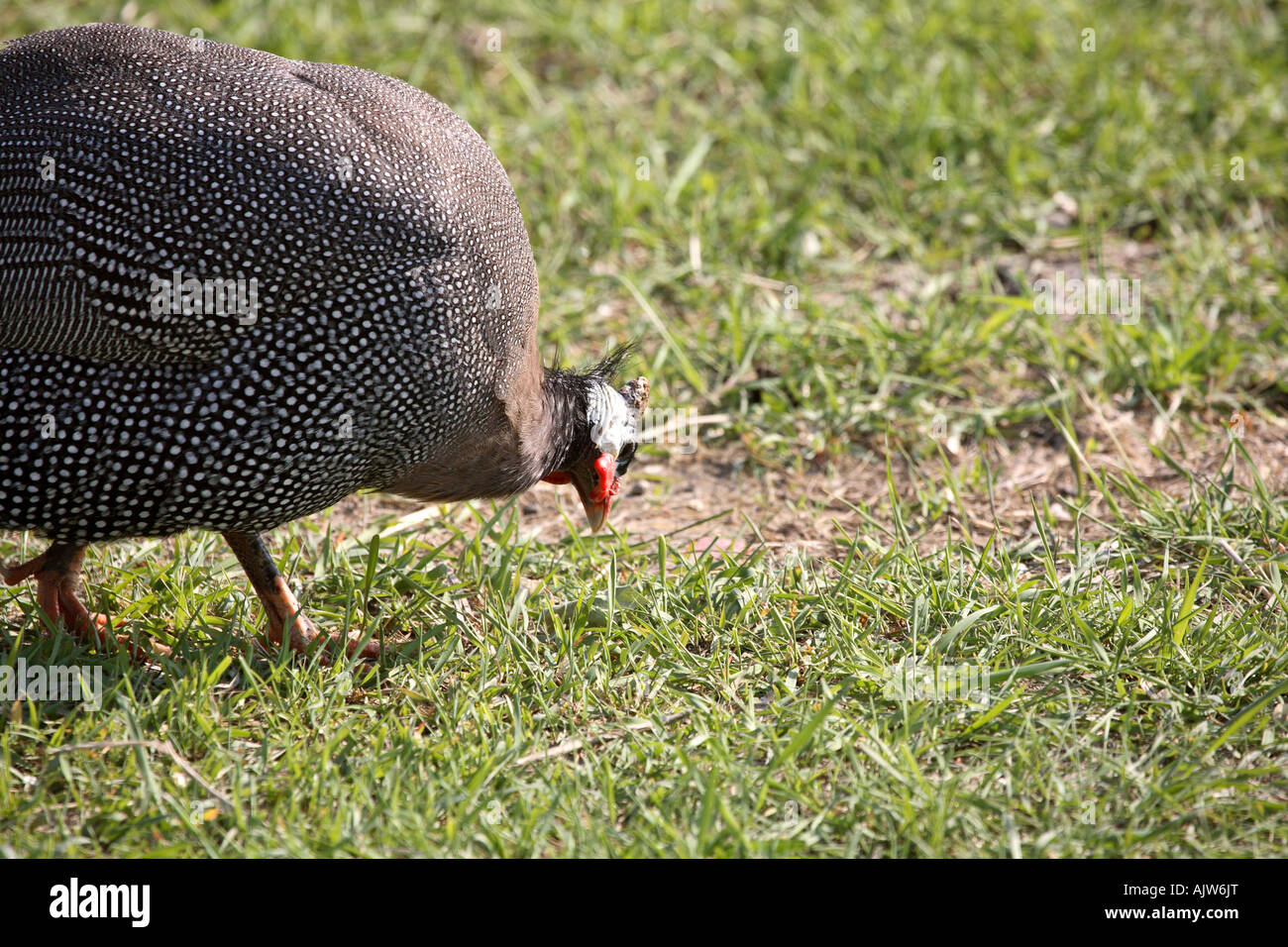Guinea Fowl on a Saskatchewan farm Stock Photo - Alamy