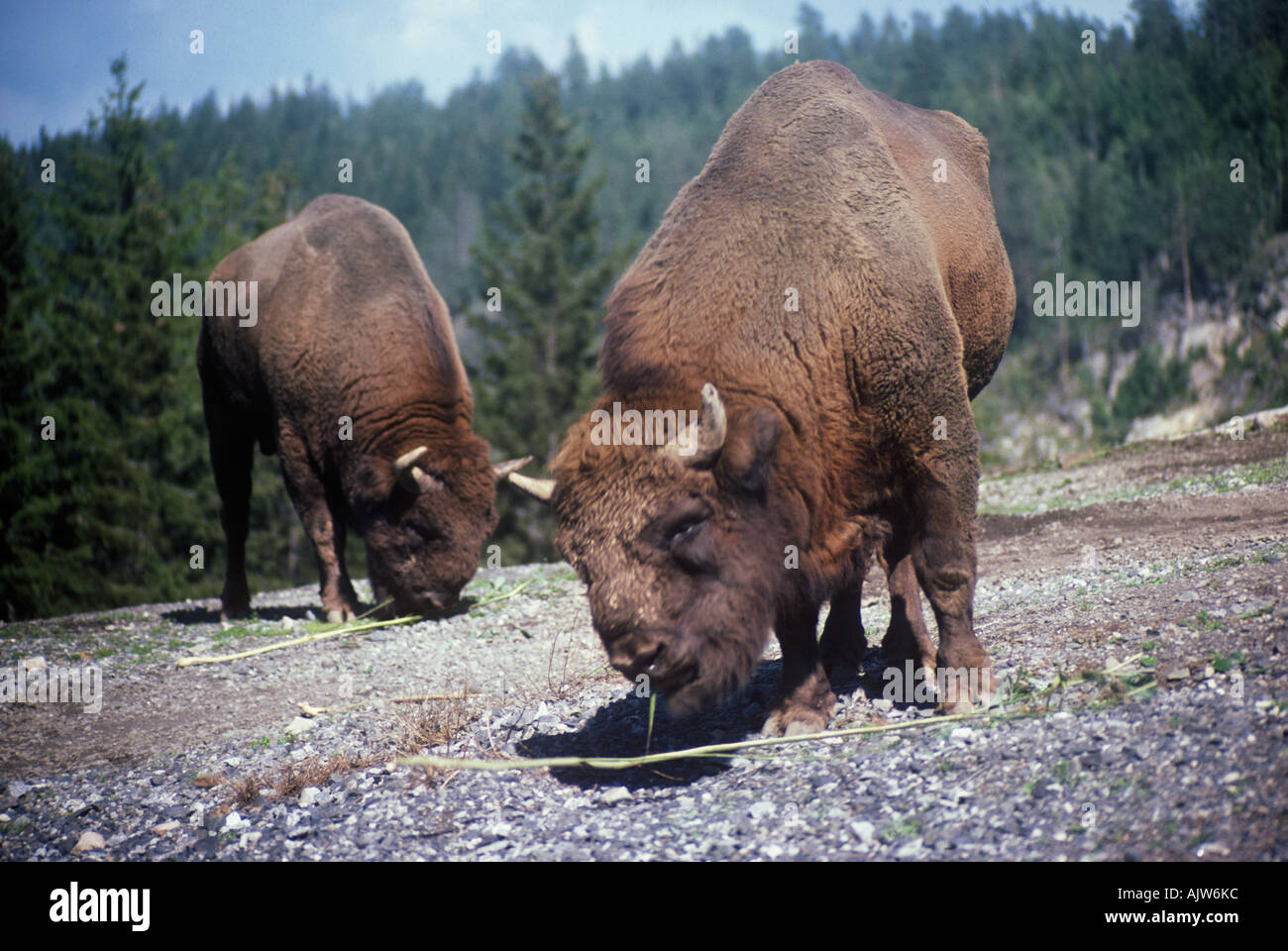European Bison Norway Stock Photo - Alamy