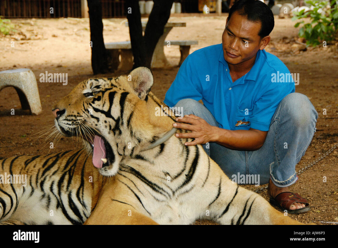 Man with tiger hi-res stock photography and images - Alamy