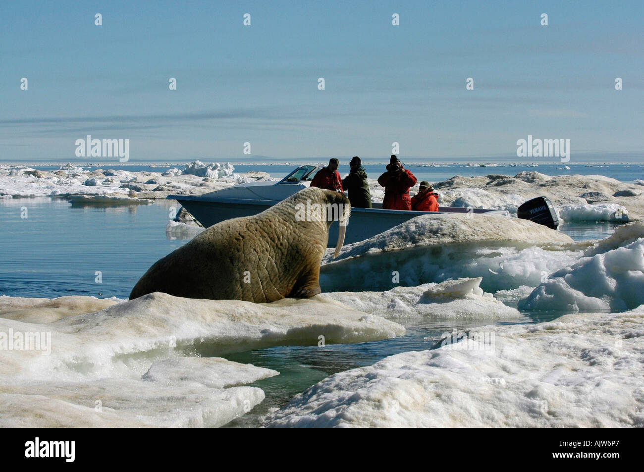 Atlantic walrus canada hi-res stock photography and images - Alamy