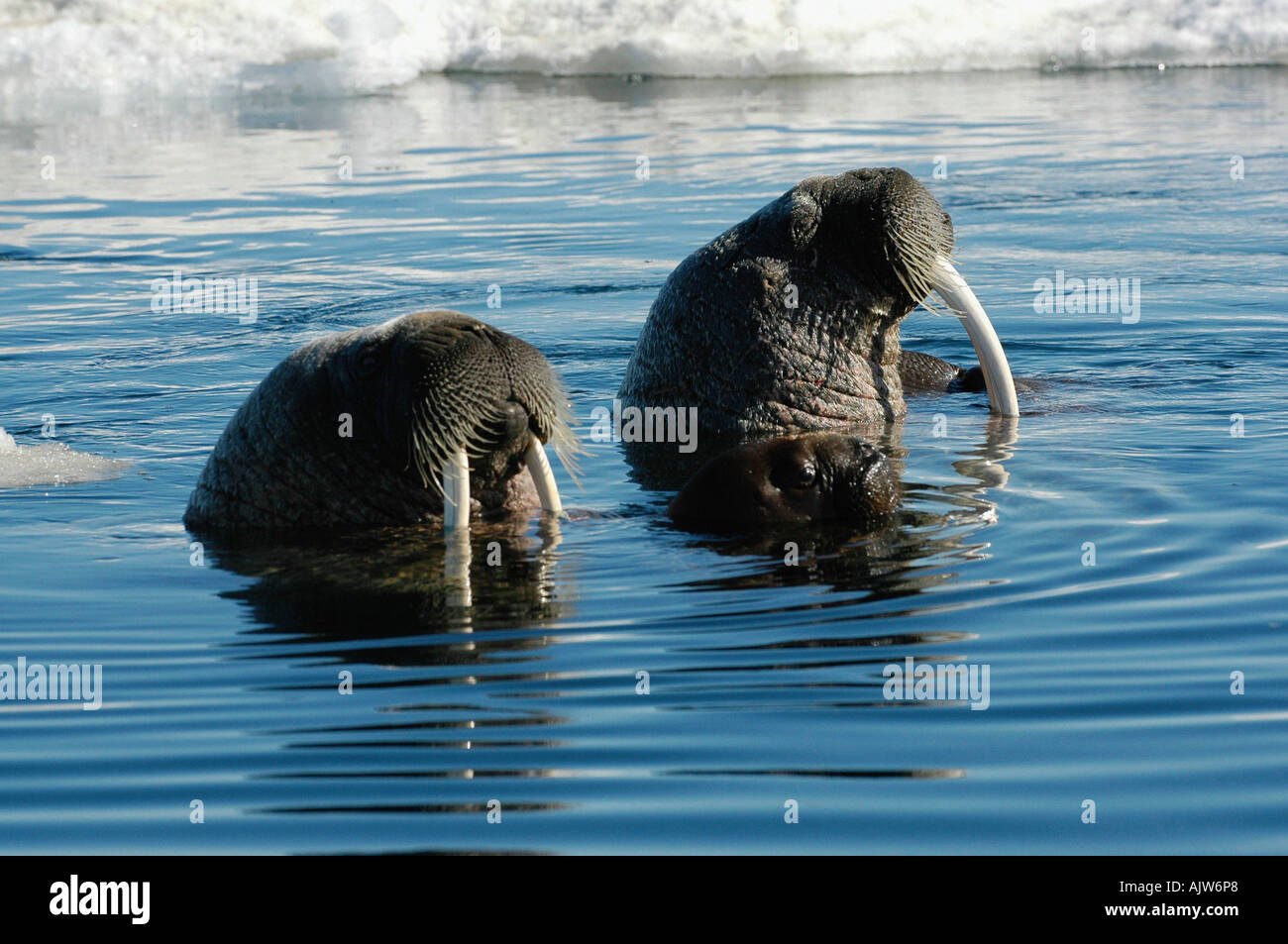 Atlantic walrus canada hi-res stock photography and images - Alamy