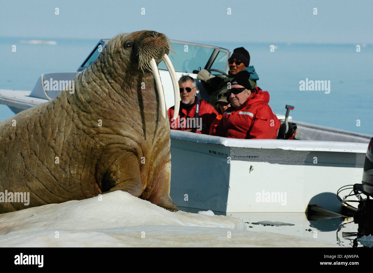 Walrus odobenus rosmarus and ship hi-res stock photography and images ...