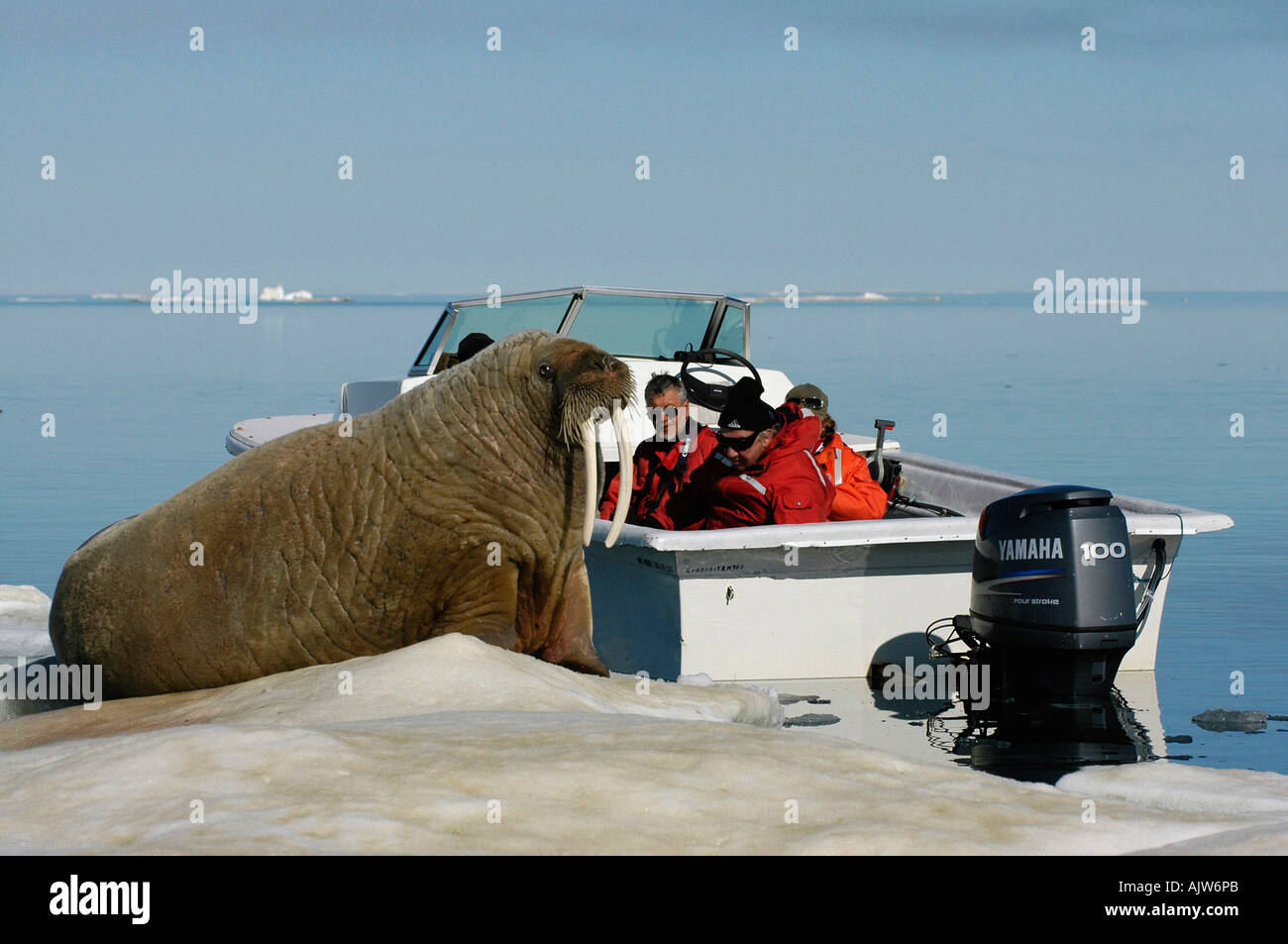 Walrus odobenus rosmarus and ship hi-res stock photography and images ...