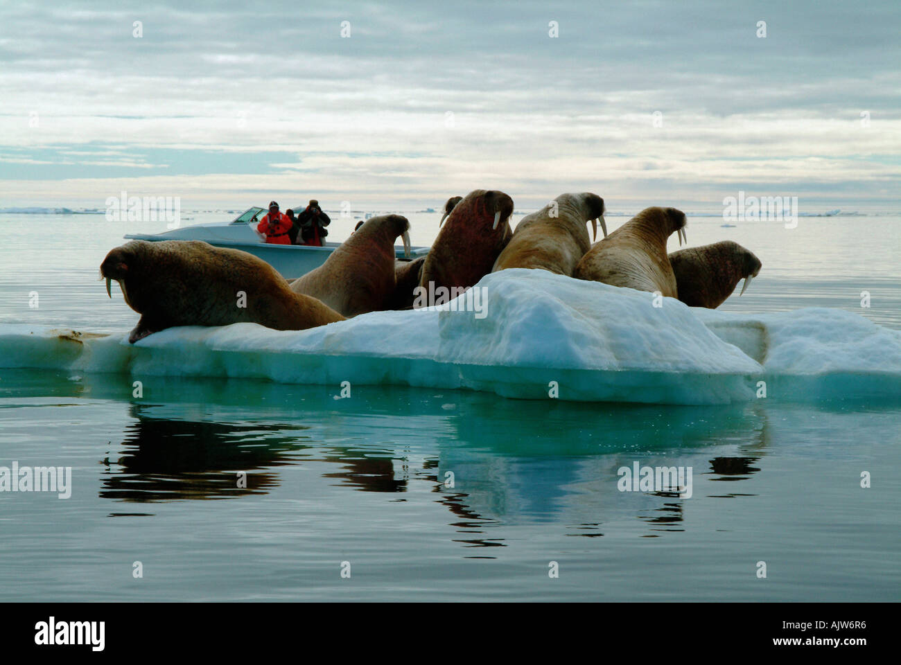 Walrus odobenus rosmarus and ship hi-res stock photography and images ...