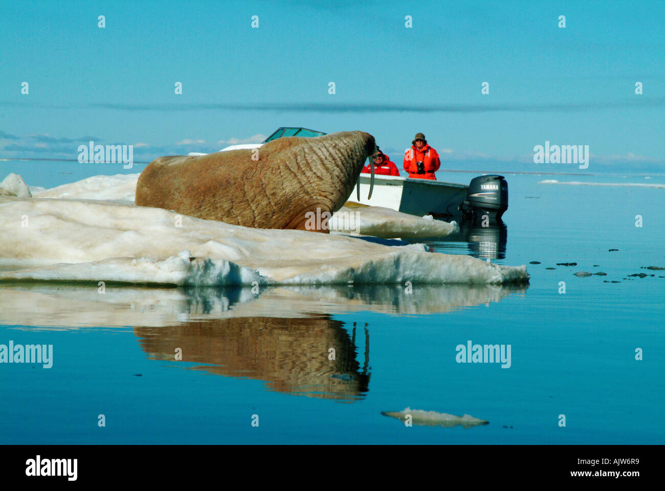 Walrus odobenus rosmarus and ship hi-res stock photography and images ...