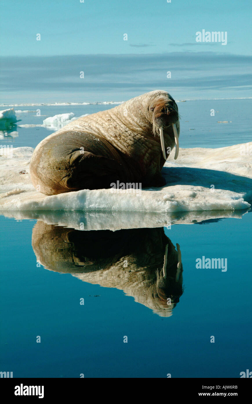 Atlantic walrus canada hi-res stock photography and images - Alamy