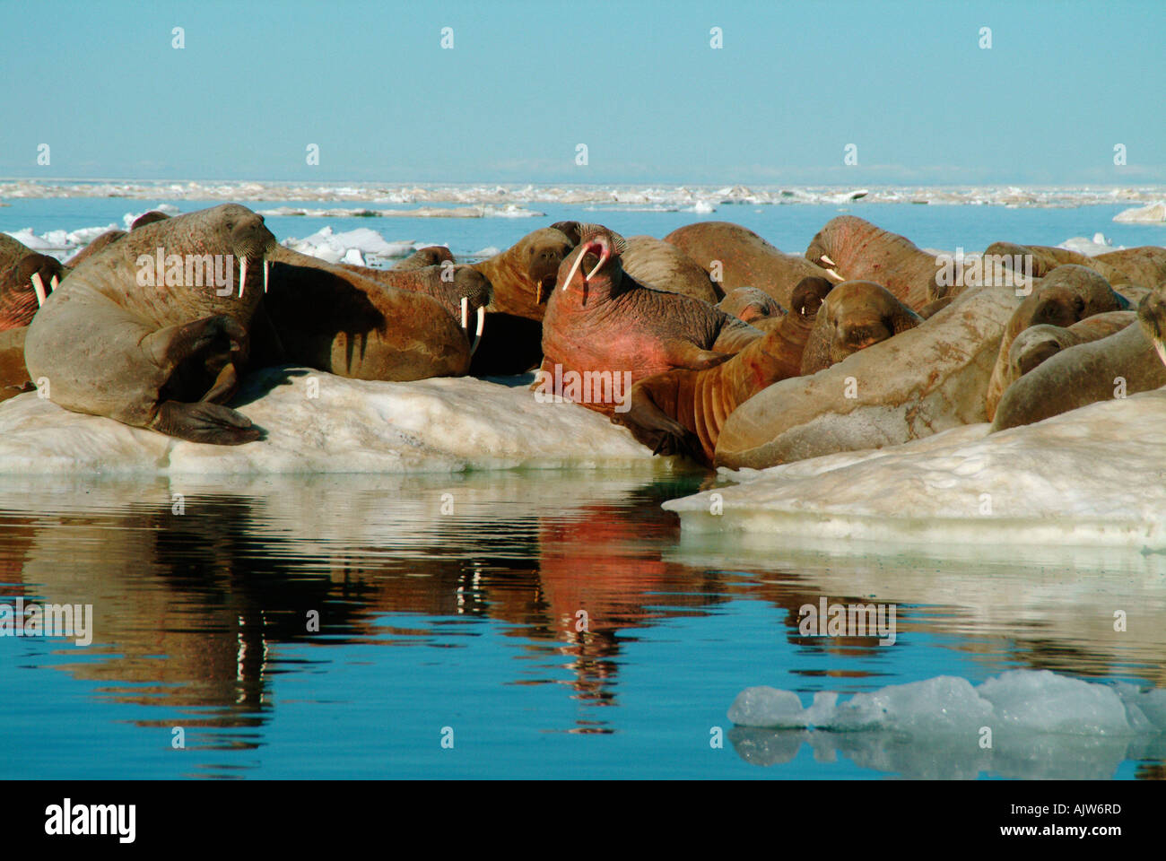 Atlantic walrus canada hi-res stock photography and images - Alamy