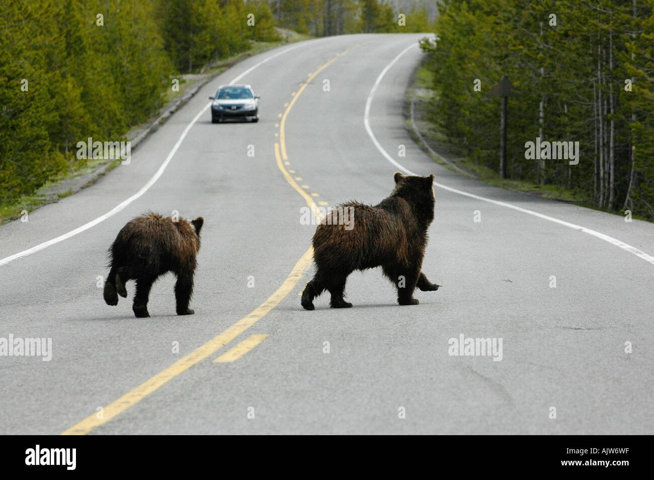 Grizzly Bear Stock Photo - Alamy
